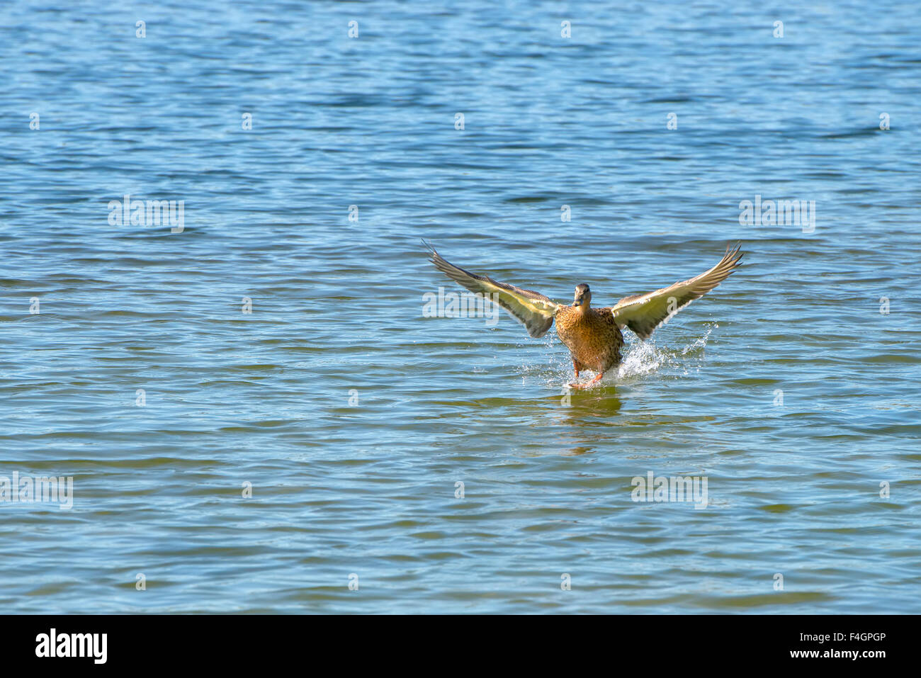 Duck landing on water Stock Photo - Alamy