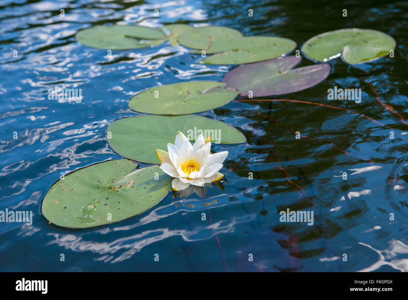 water lily floating on a lake Stock Photo - Alamy
