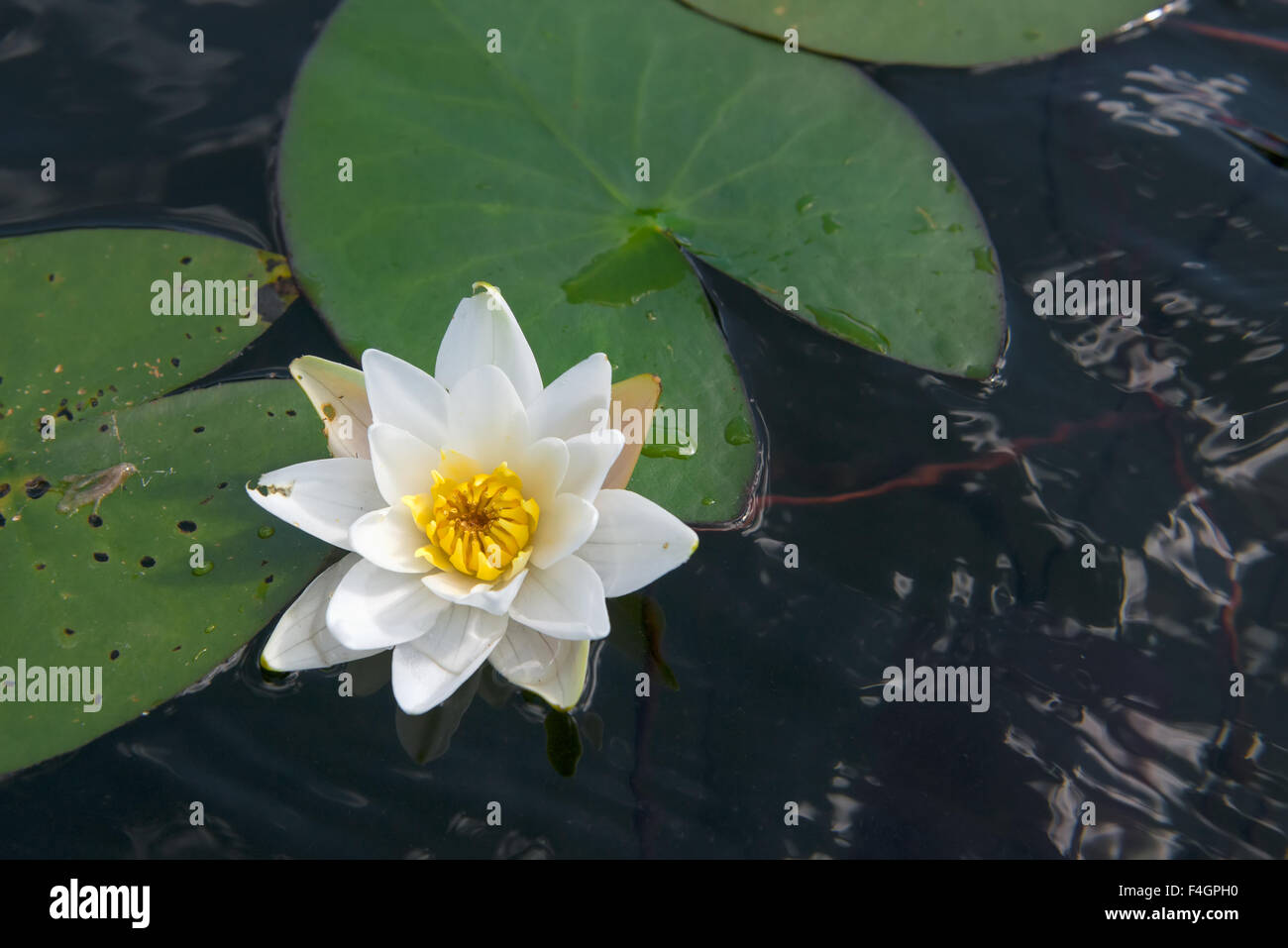 water lily floating on a lake Stock Photo - Alamy