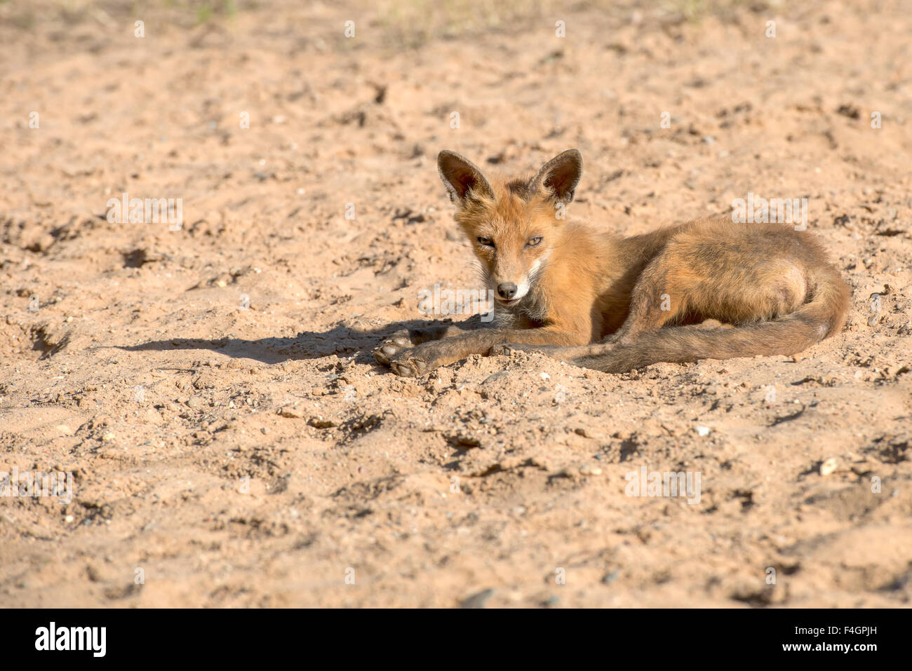Little fox sleeps in the sand Stock Photo - Alamy