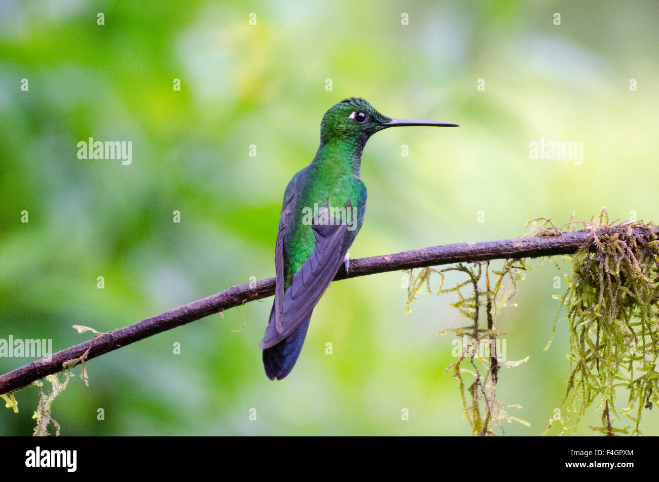 Empress hummingbird hi-res stock photography and images - Alamy