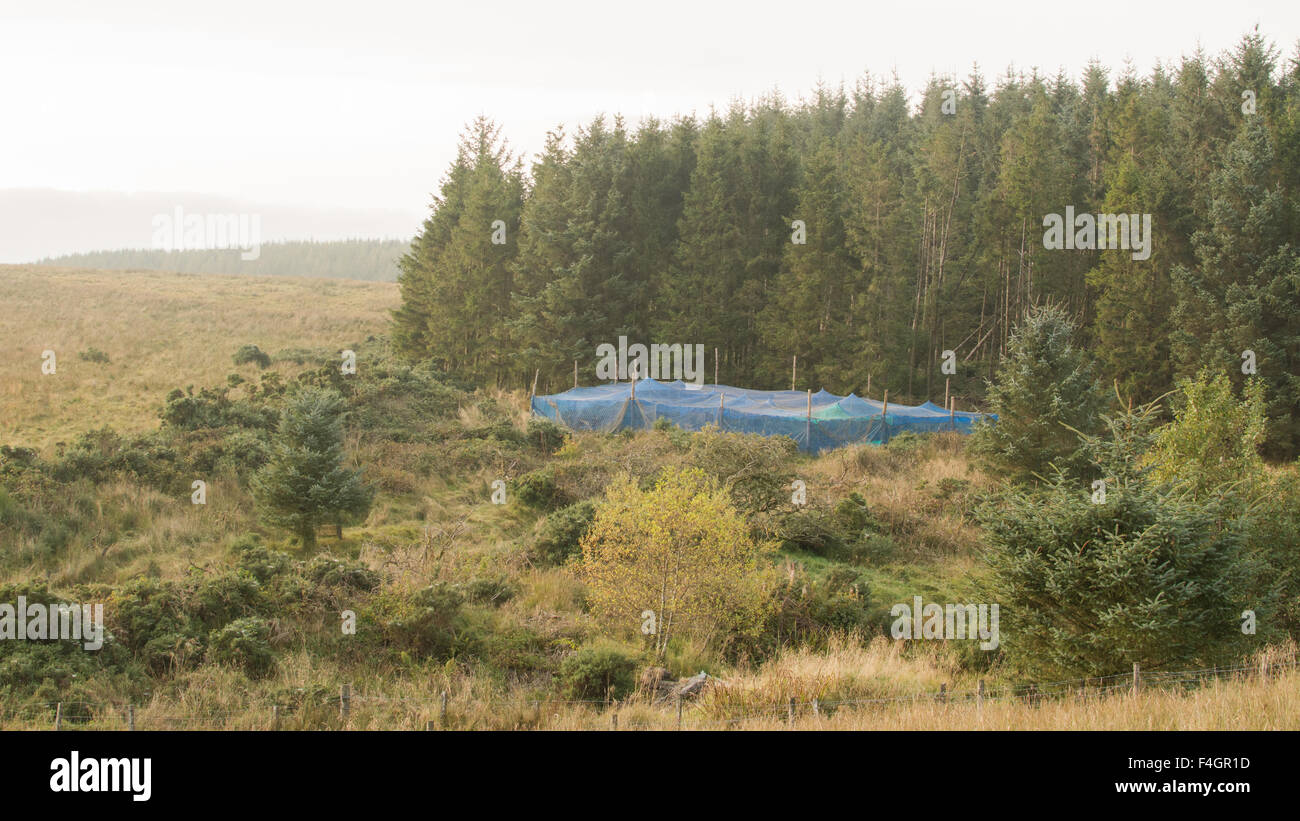 Pheasant breeding pens, Stirlingshire, Central Scotland, UK Stock Photo ...