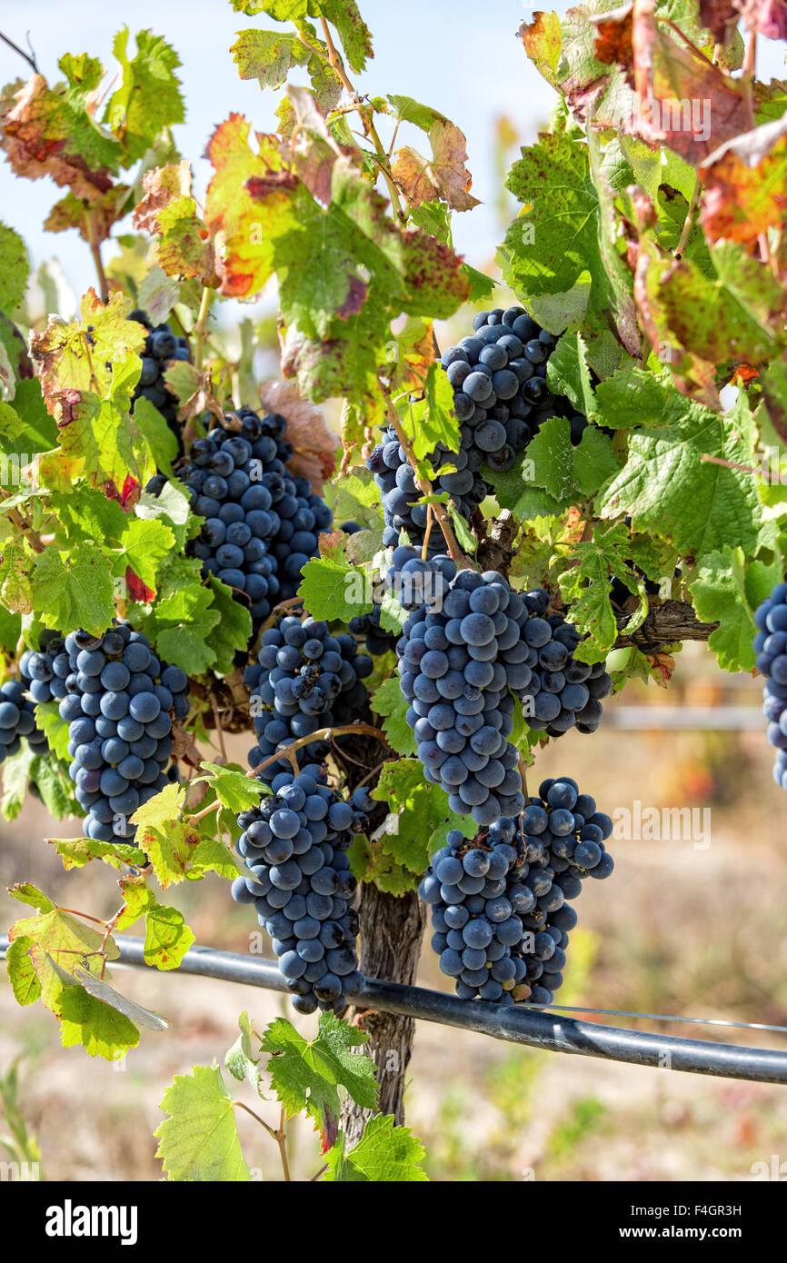 Ripe Red Grapes with Green Leaves on the Grapevine, ready for ...