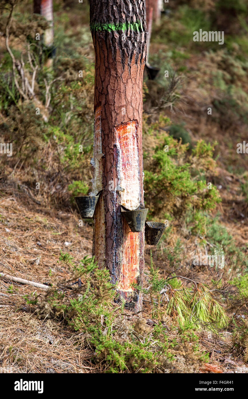 Collect Pine Resin in Plastic Containers, closeup Stock Photo - Alamy