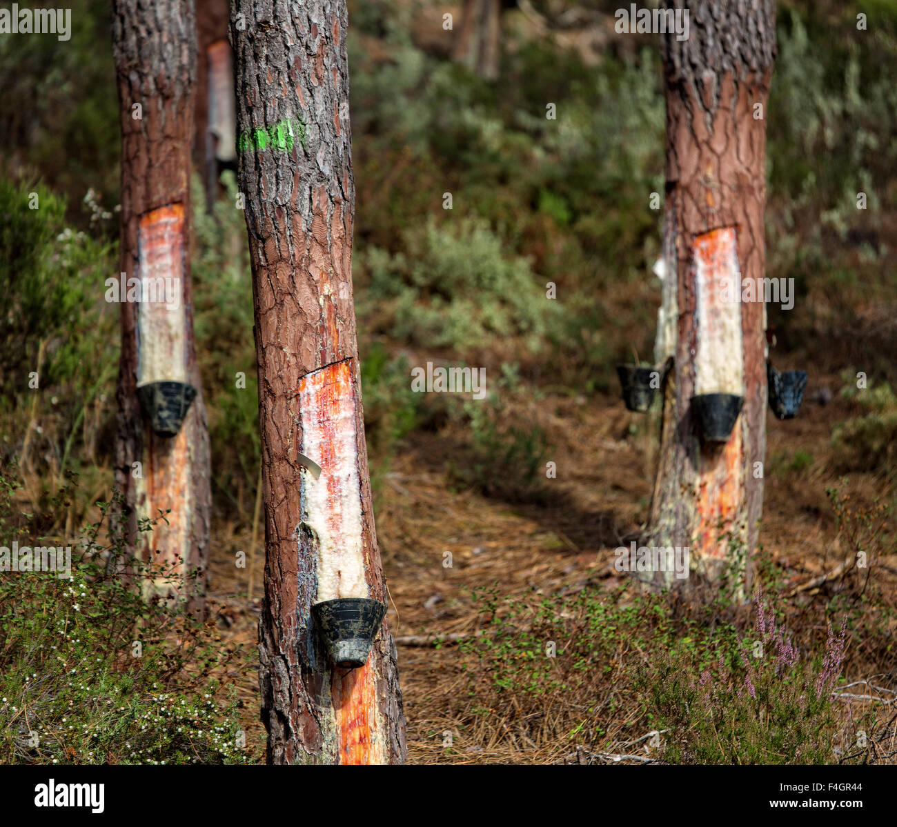 Collect Pine Resin in Plastic Containers, closeup Stock Photo - Alamy