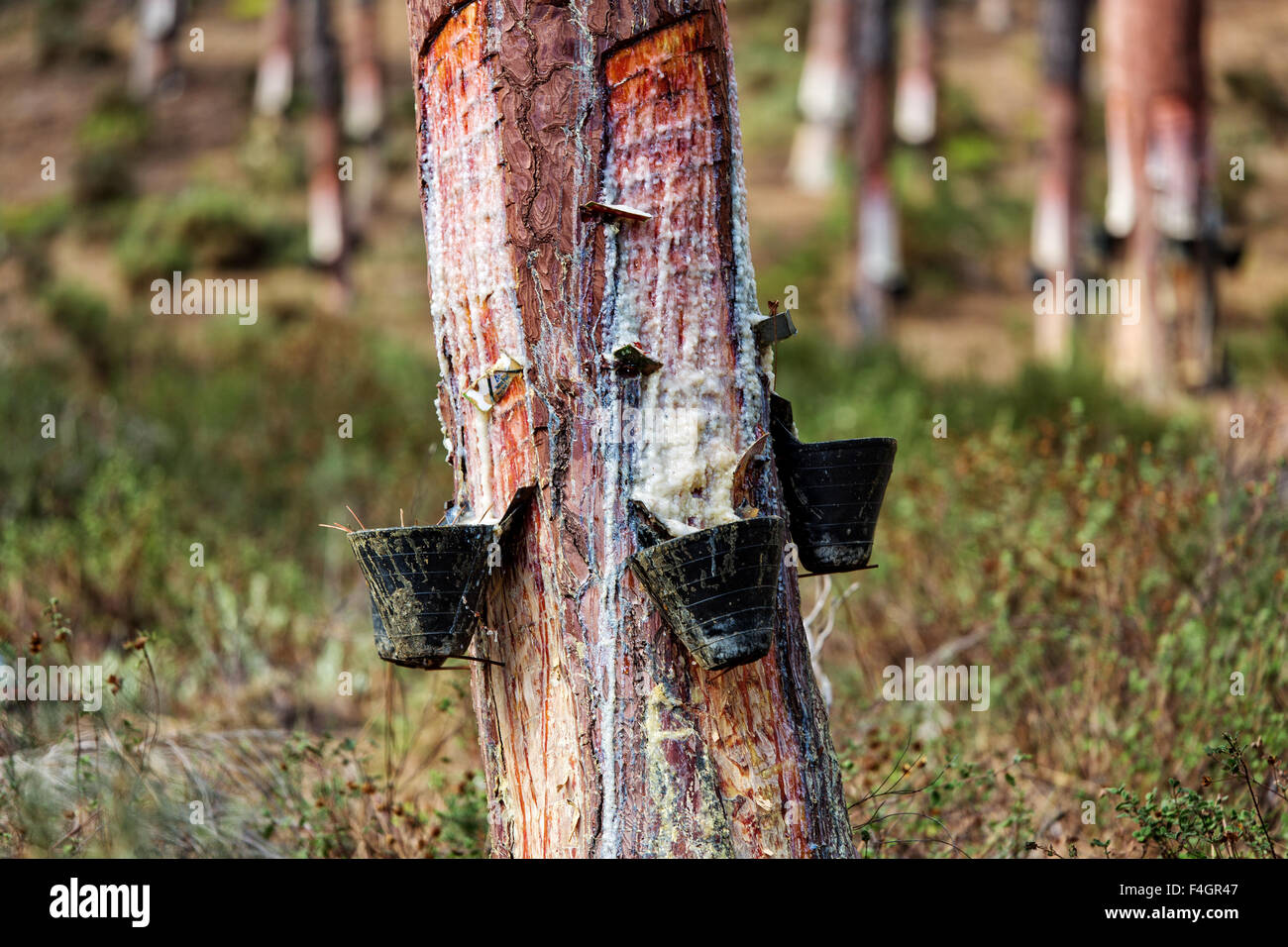 Collect Pine Resin in Plastic Containers, closeup Stock Photo - Alamy