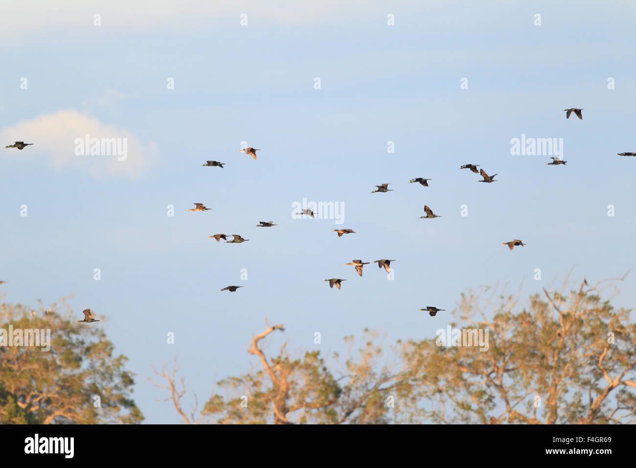 Oriental Darter or Indian Darter (Anhinga melanogaster) in Sri Lanka ...