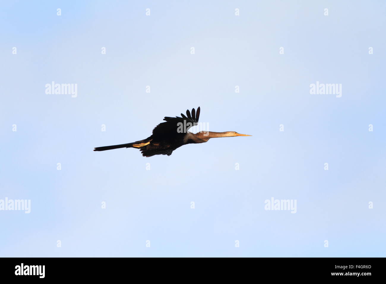 Oriental Darter or Indian Darter (Anhinga melanogaster) in Sri Lanka ...