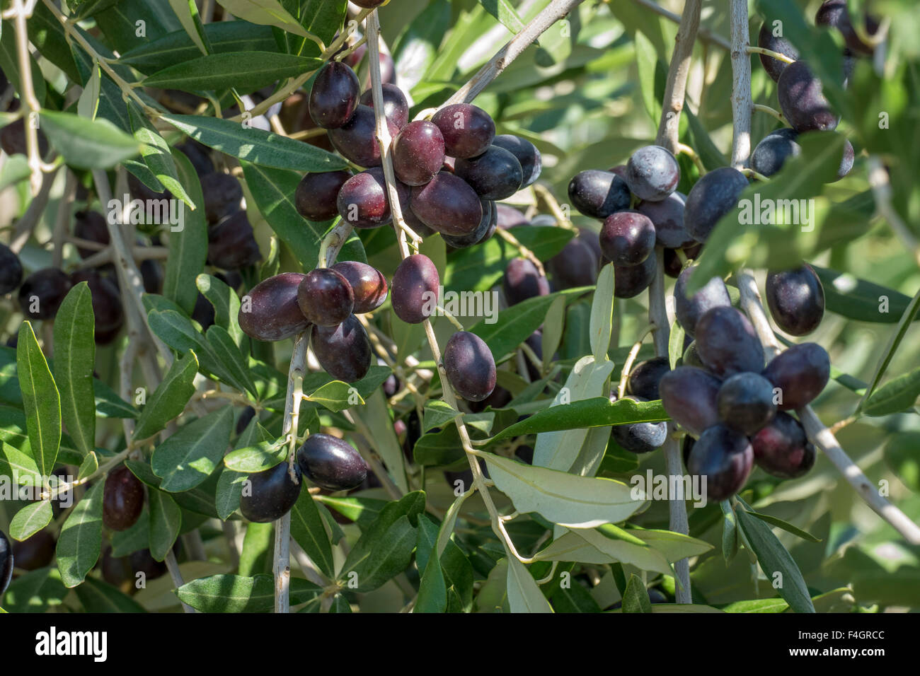 Ripe olives (Olea europaea) on the tree, Tuscany, Italy, Europe Stock ...