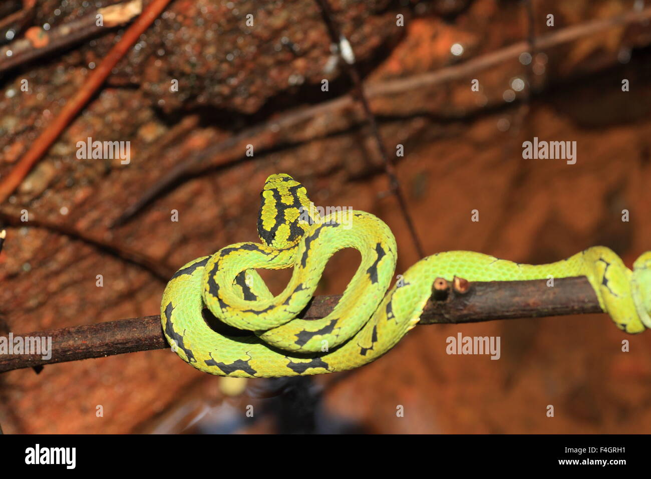 Sri Lankan Green Pit Viper (Pala Polanga Stock Photo - Alamy