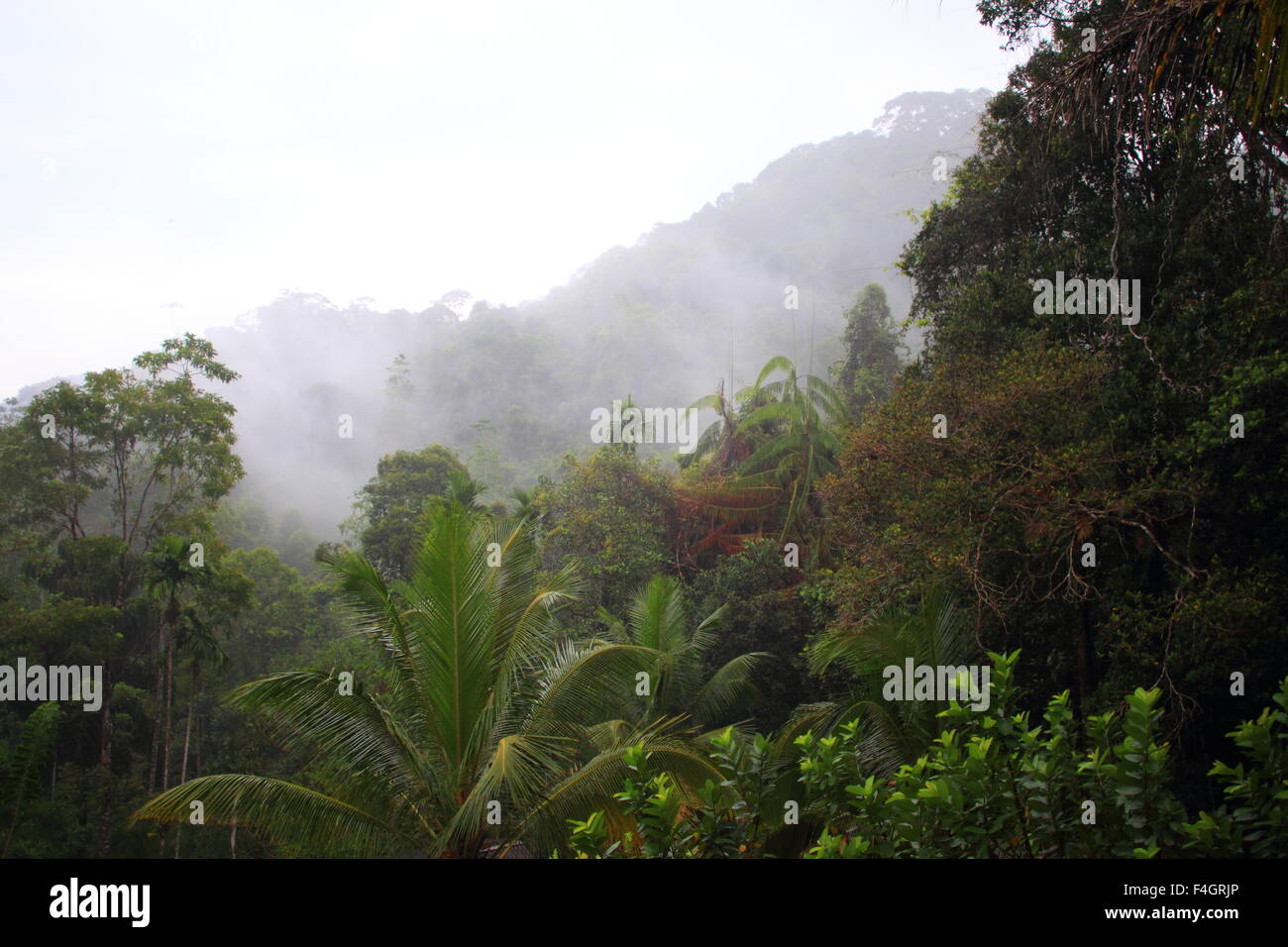 Sinharaja forest reserve hi-res stock photography and images - Alamy