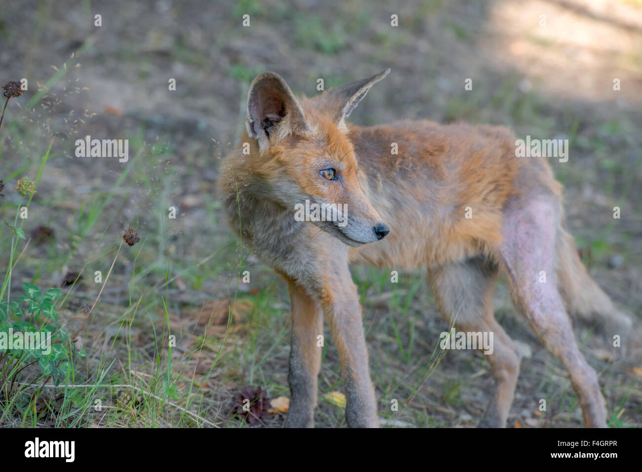 Little fox hunting Stock Photo - Alamy