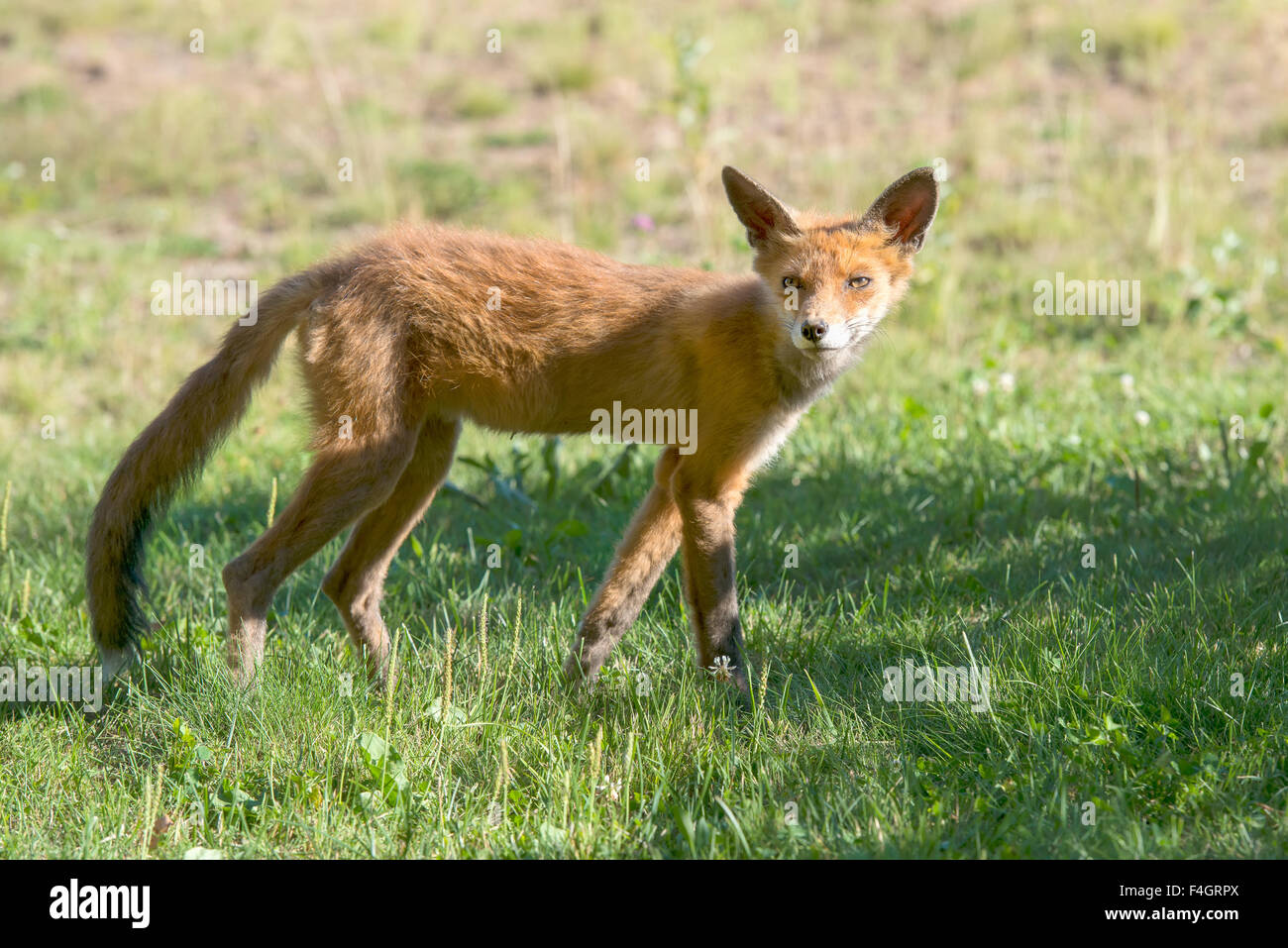 Little fox hunting Stock Photo - Alamy