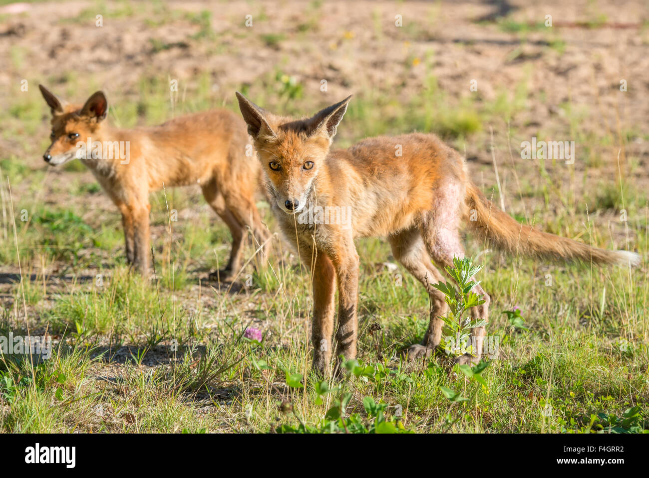 Little fox hunting Stock Photo - Alamy