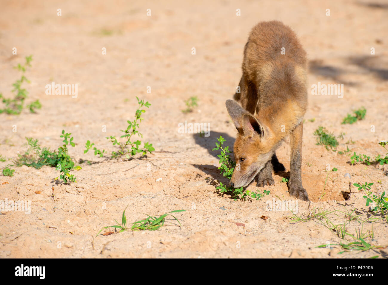 Little fox hunting Stock Photo - Alamy