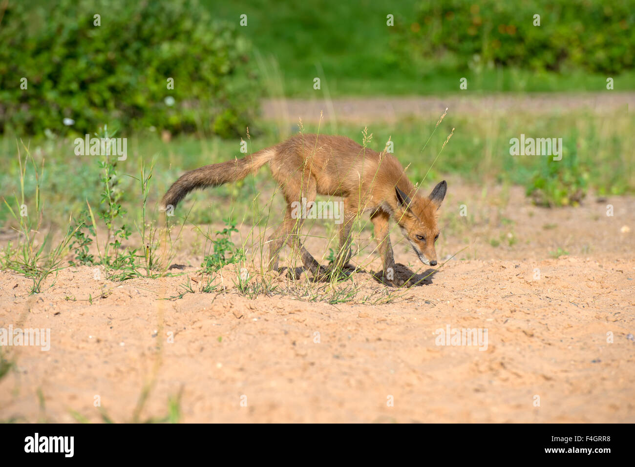 Little fox hunting Stock Photo - Alamy