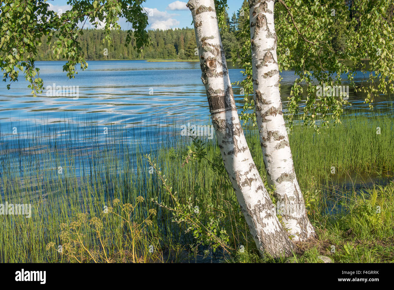 Birch tree reflection on the lake surface hi-res stock photography and ...