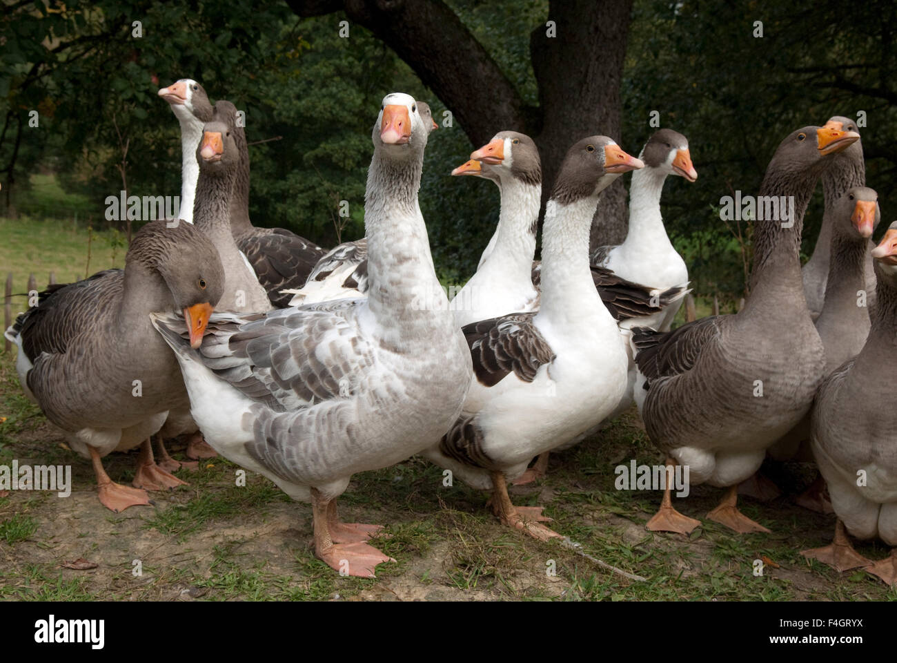 Hausgans High Resolution Stock Photography and Images - Alamy