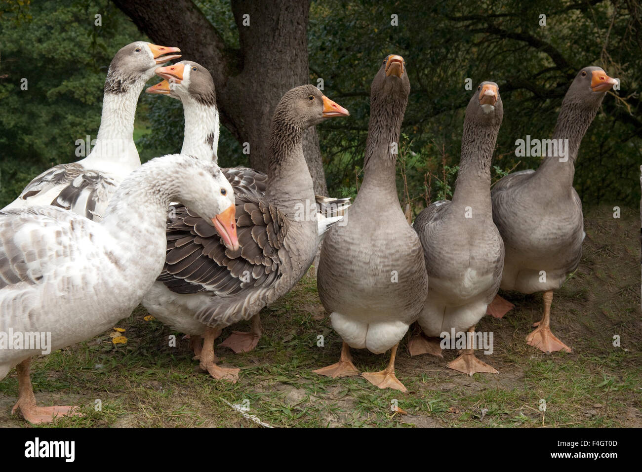 Hausgans hi-res stock photography and images - Alamy