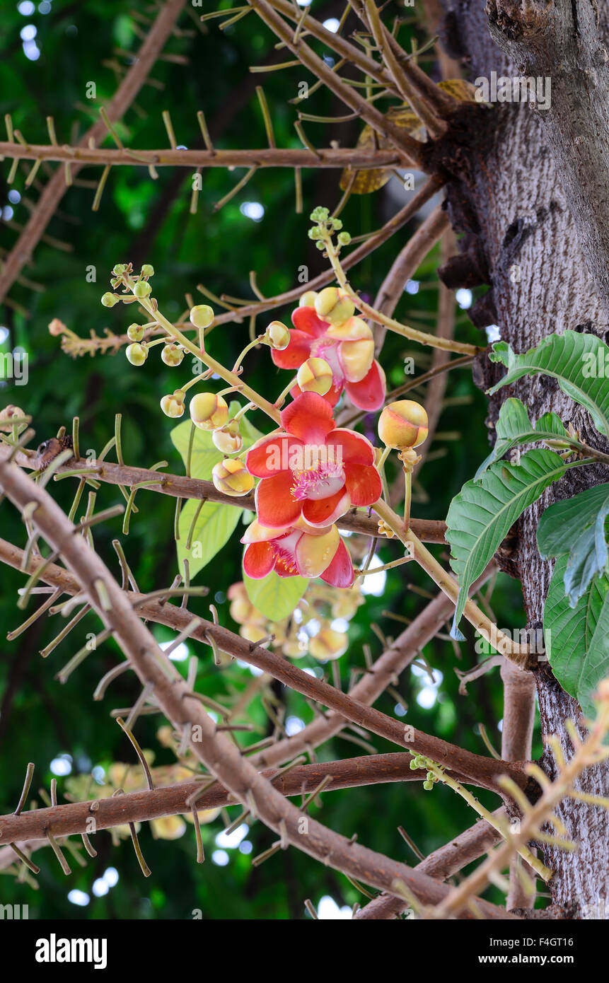 Sala flower hi-res stock photography and images - Alamy