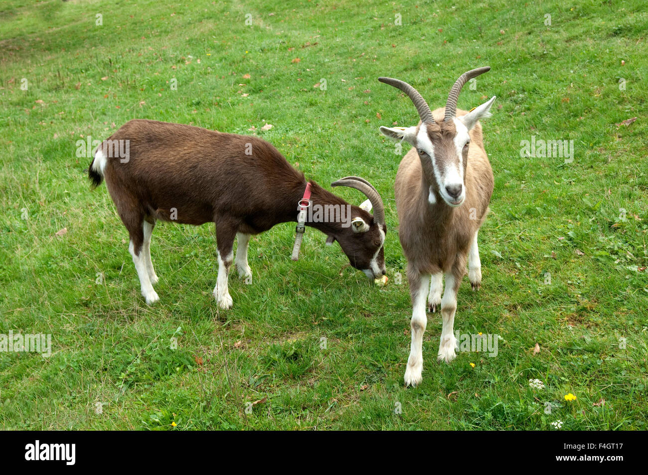 Thueringer hi-res stock photography and images - Alamy
