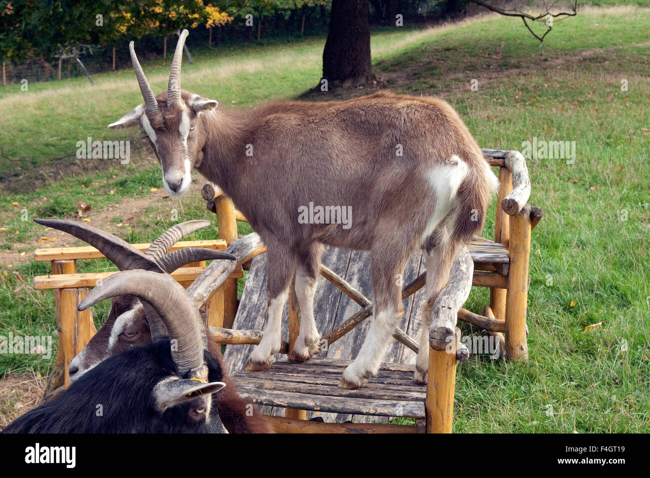 Thueringer hi-res stock photography and images - Alamy