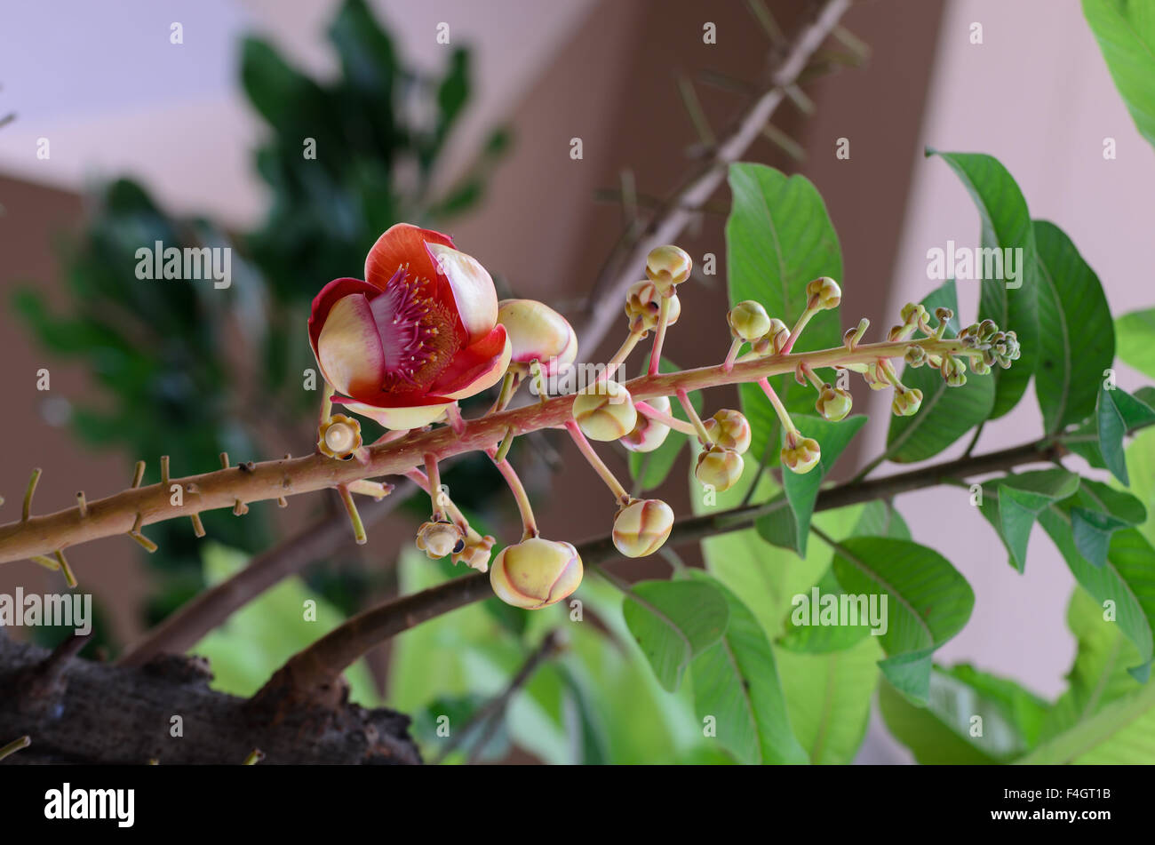 Sala tree hi-res stock photography and images - Alamy