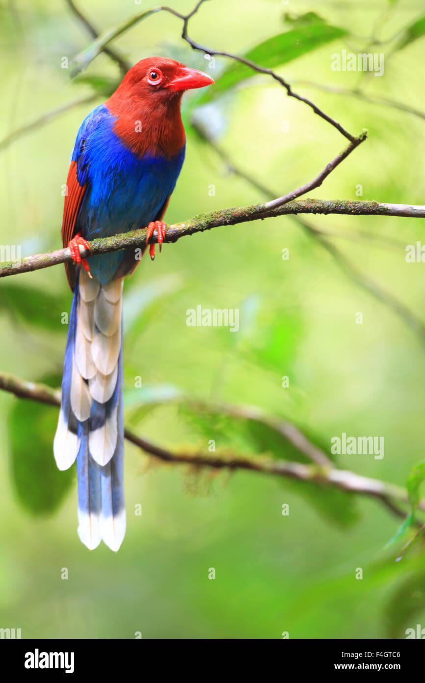 Sri lanka blue magpie hi-res stock photography and images - Alamy