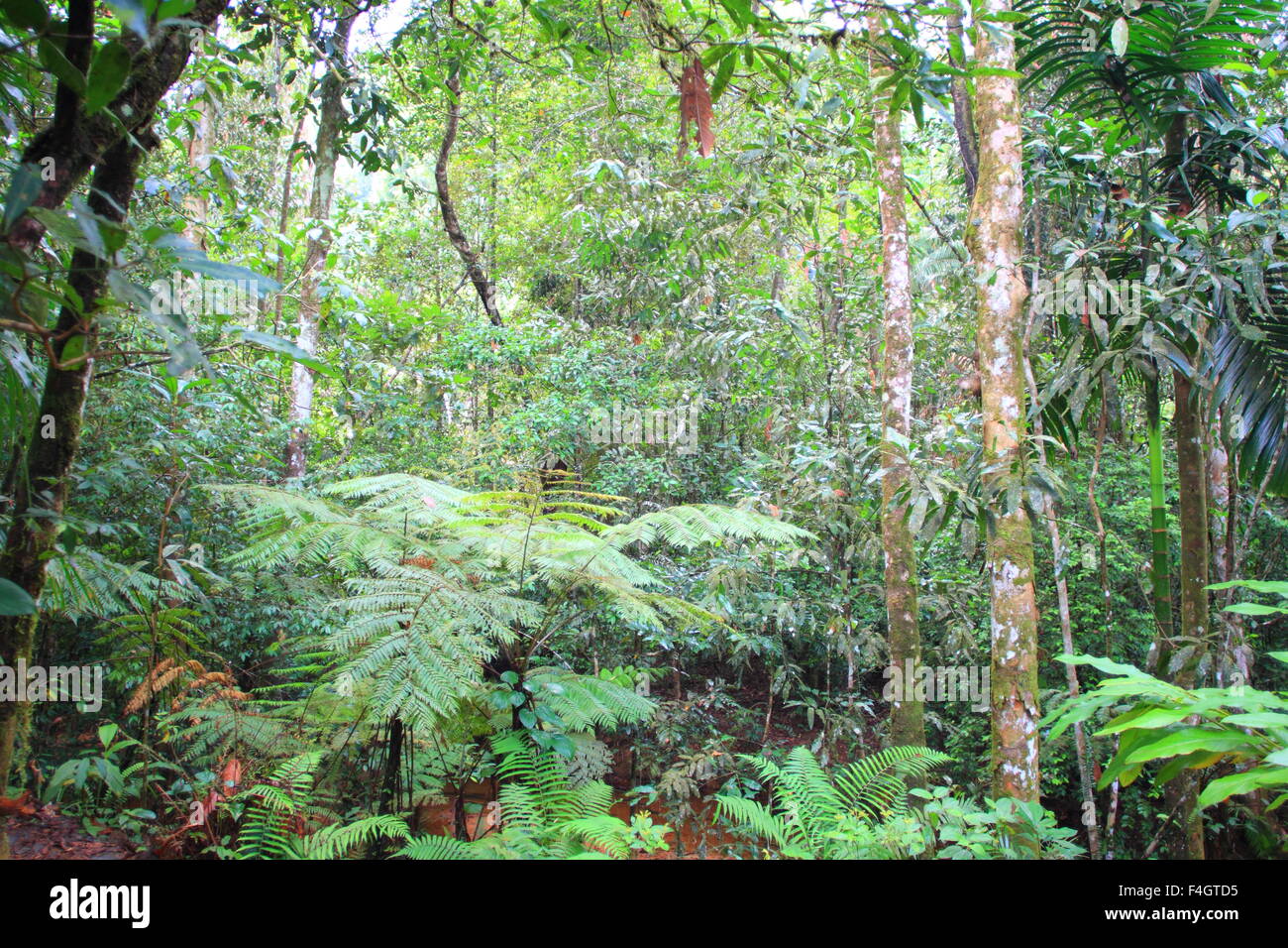 Sinharaja Forest Reserve in Sri Lanka Stock Photo - Alamy
