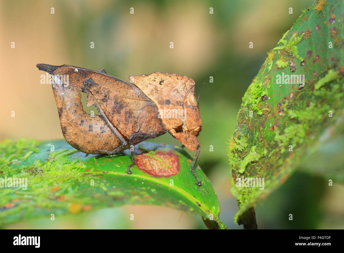 Dead Leaf mimicry Grasshopper (Chorotypus sp) in Sinharaja Forest Reserve, Sri lanka Stock Photo ...