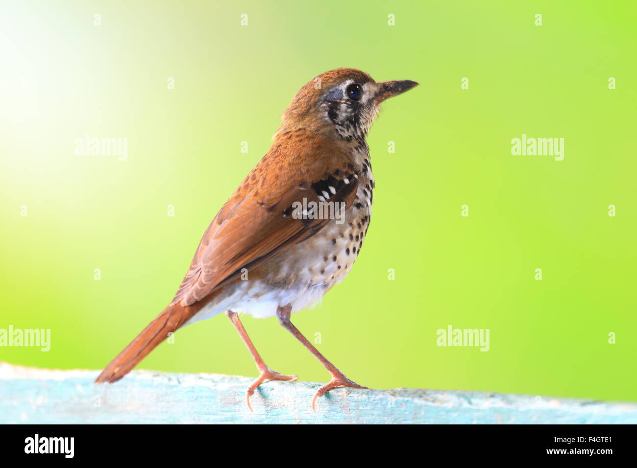 Spot-winged Thrush or Spot-winged Ground Thrush (Geokichla spiloptera ...