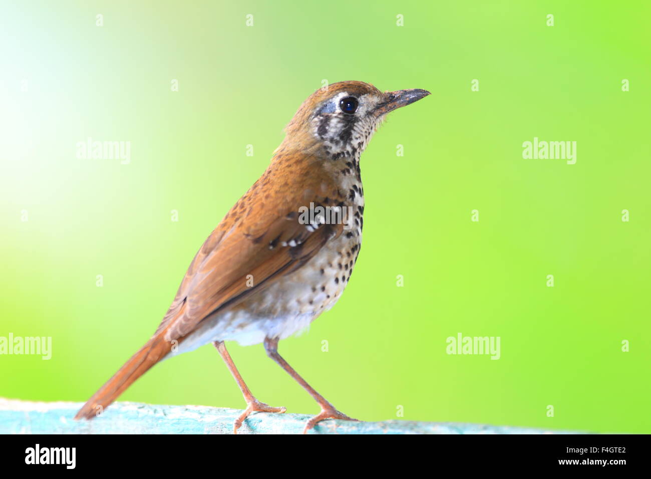 Spot-winged Thrush or Spot-winged Ground Thrush (Geokichla spiloptera ...