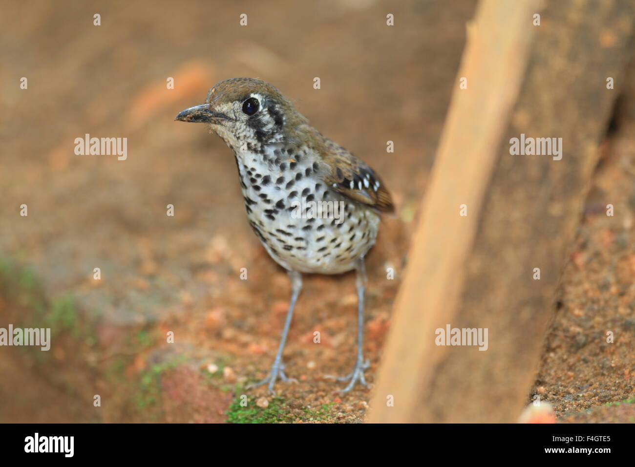 Spot-winged Thrush or Spot-winged Ground Thrush (Geokichla spiloptera ...
