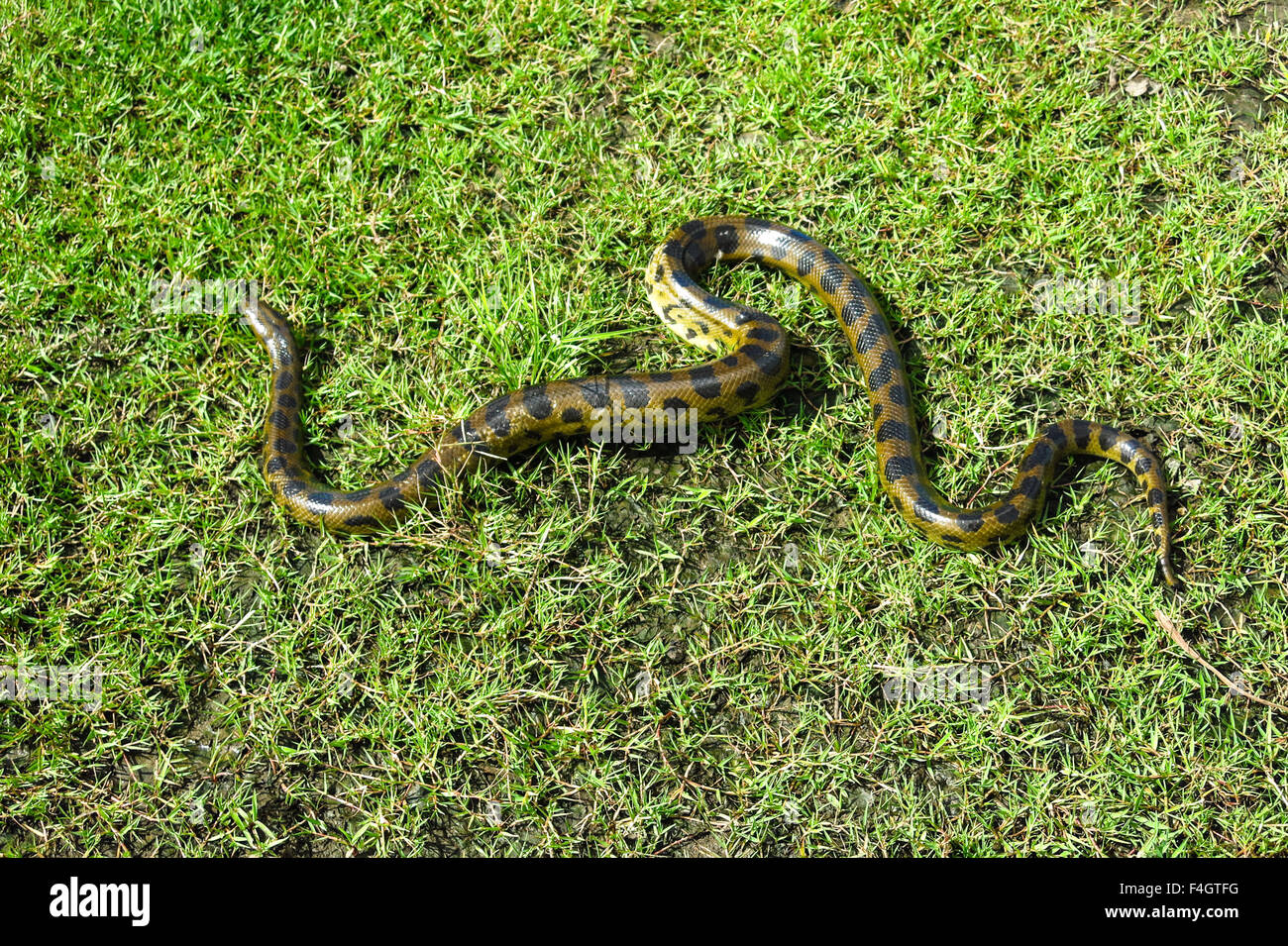 Green anaconda (Eunectes murinus). Las Pampas de Yacuma National Park ...