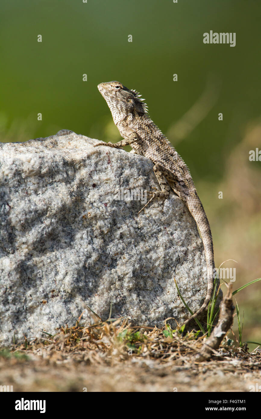 changeable lizard specie Calotes versicolor in Sri Lanka Stock Photo ...
