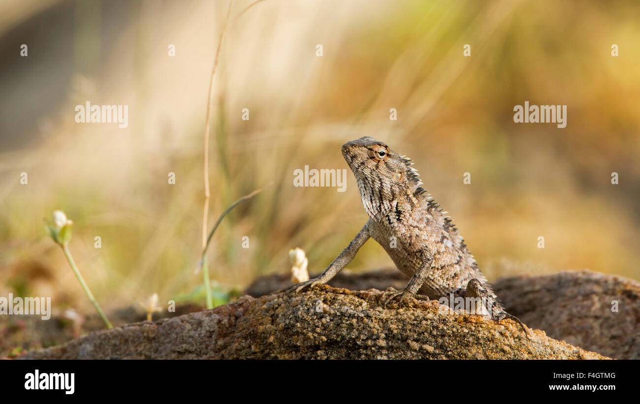 changeable lizard specie Calotes versicolor in Sri Lanka Stock Photo ...