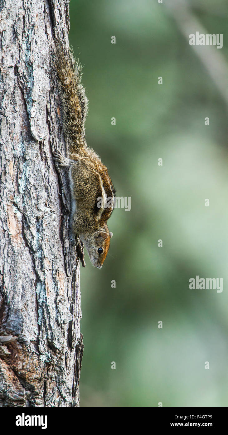 Jungle Palm Squirrel