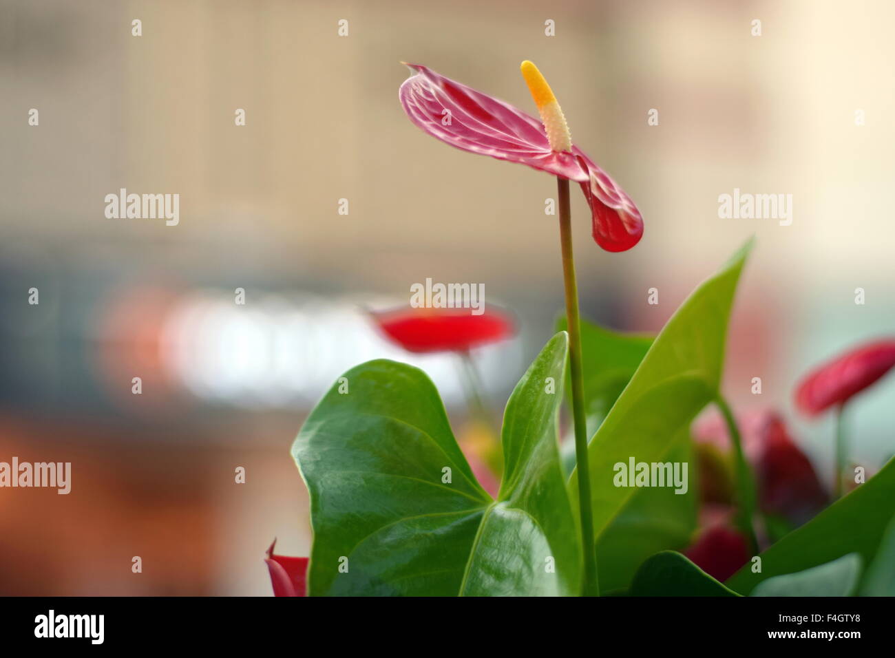 Red Anthurium Red waxy leaf flower Stock Photo - Alamy