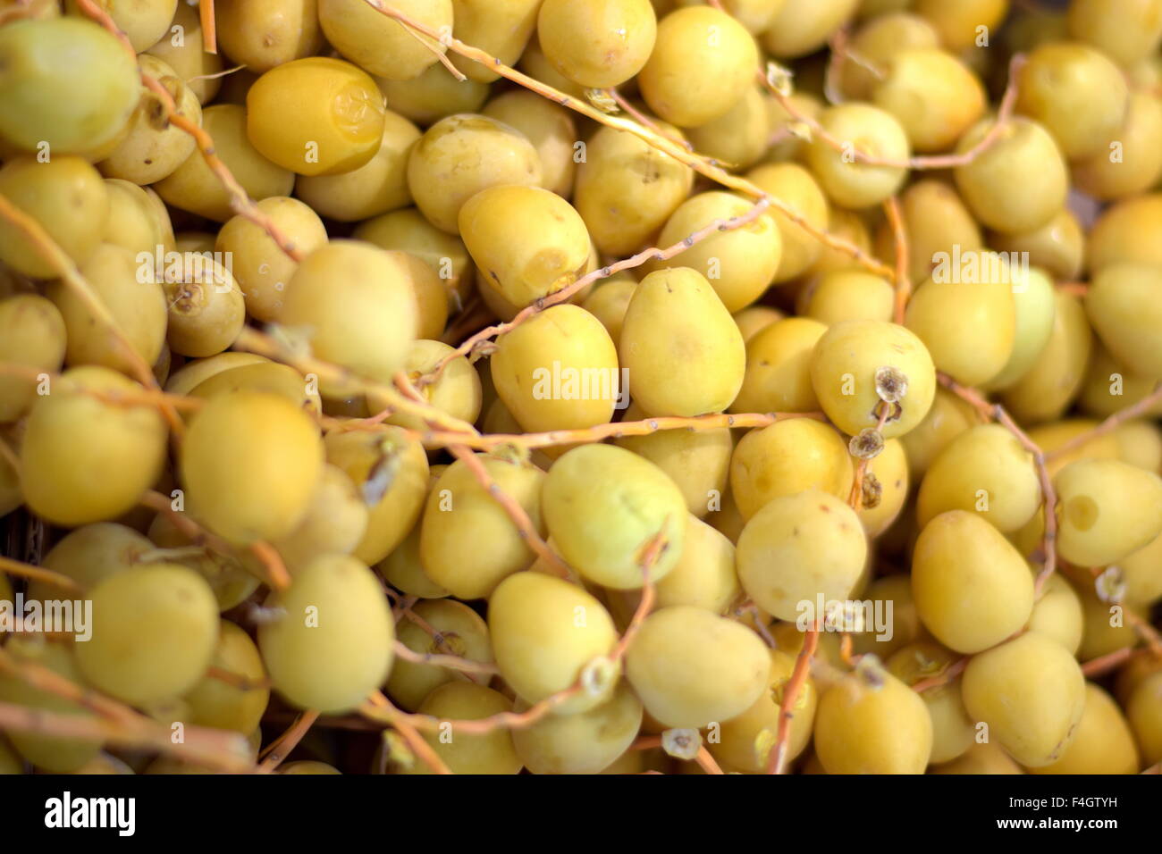 Saudi arabia date palm farm hi-res stock photography and images - Alamy