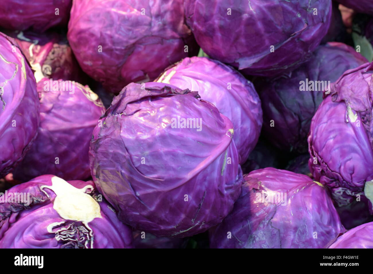 Fresh Cabbage ready for sale Stock Photo - Alamy