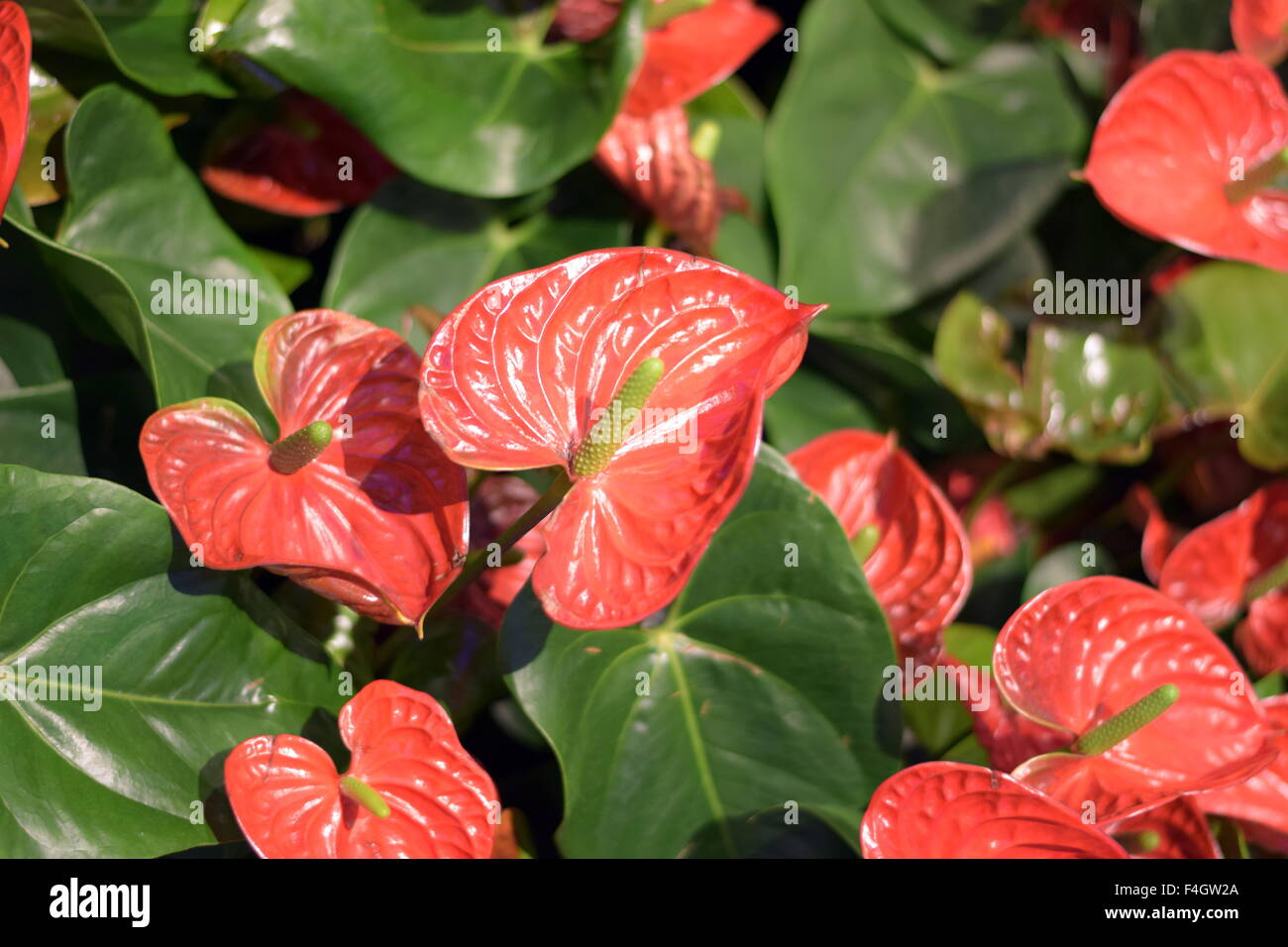 Red Anthurium Red waxy leaf flower Stock Photo - Alamy