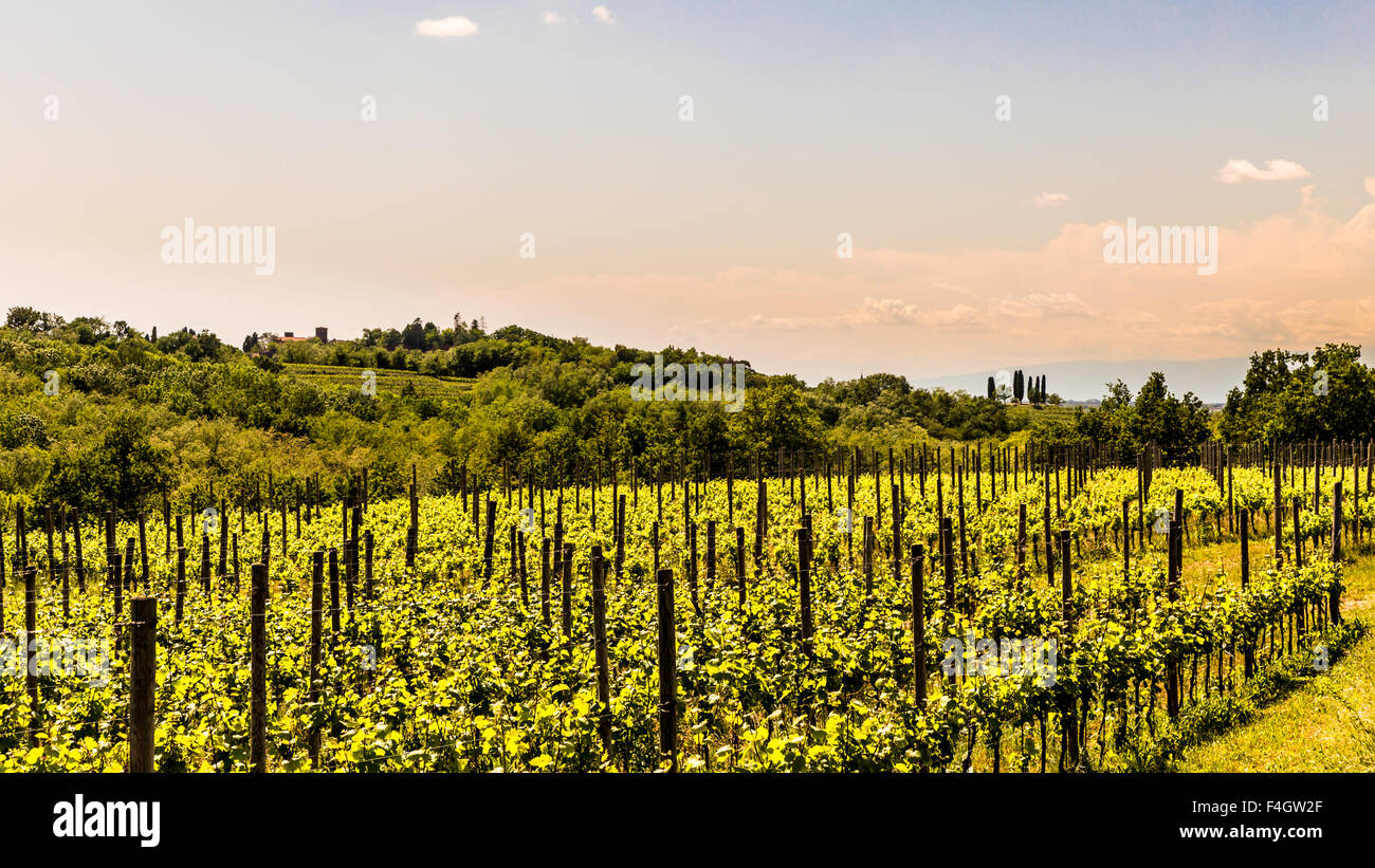 grapevine cultivation in the italian countryside in a stormy summer day ...