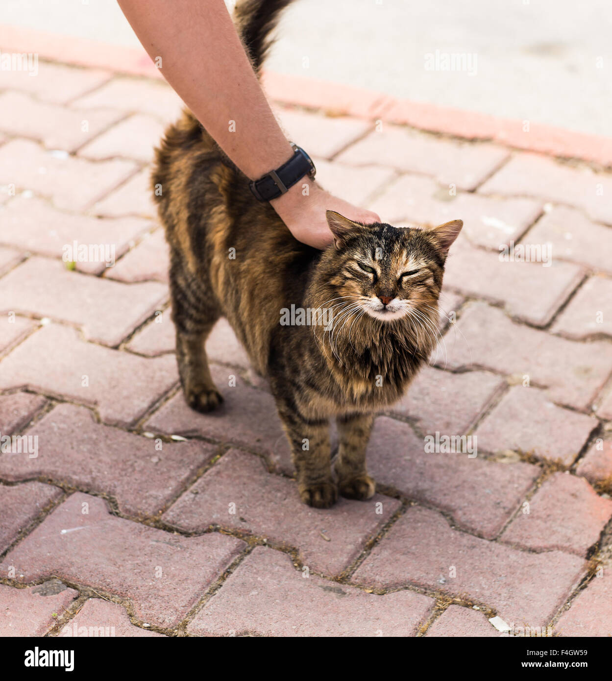 Human hand stroking cat Stock Photo - Alamy