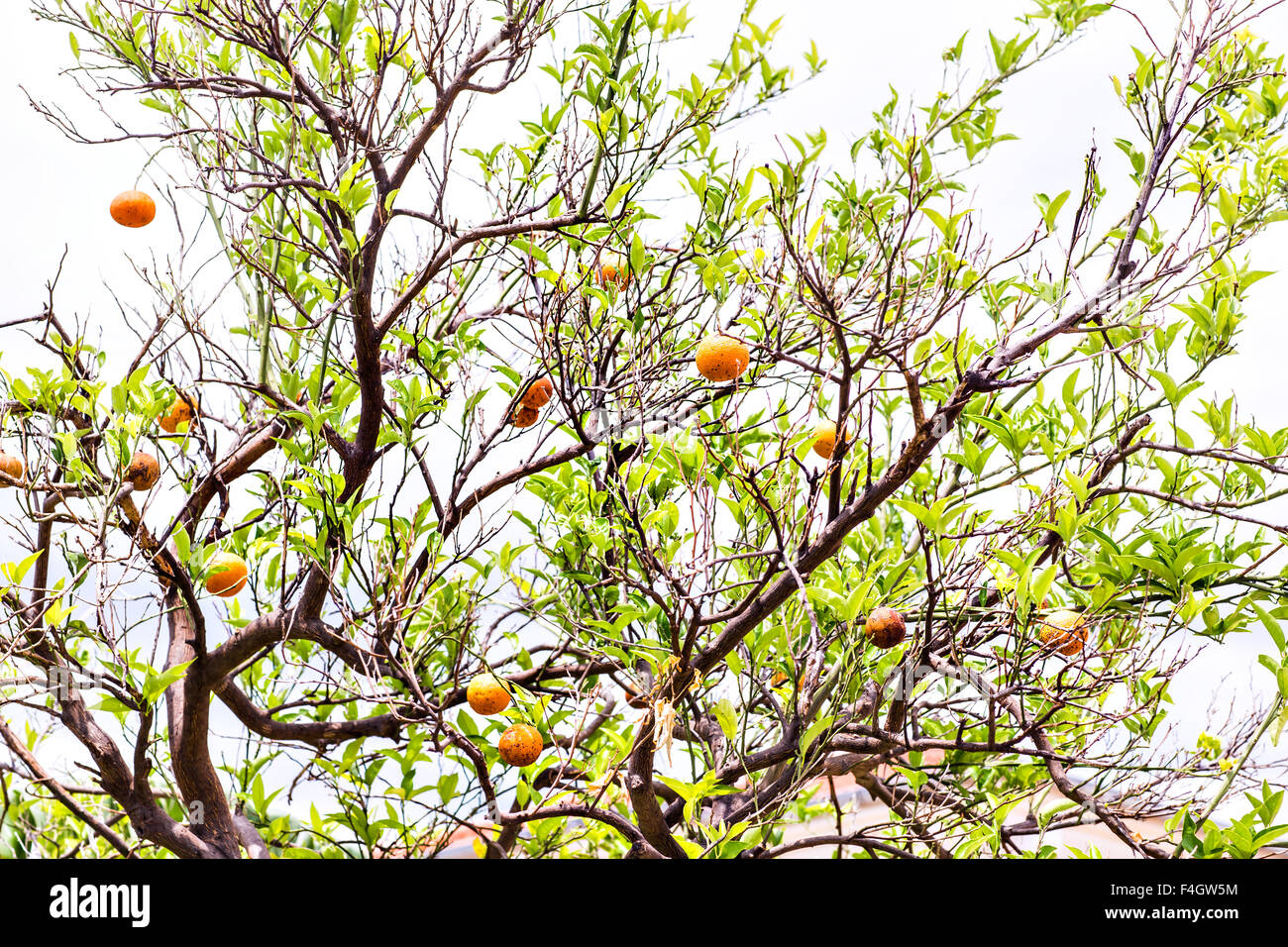 orange tree with fruits Stock Photo - Alamy