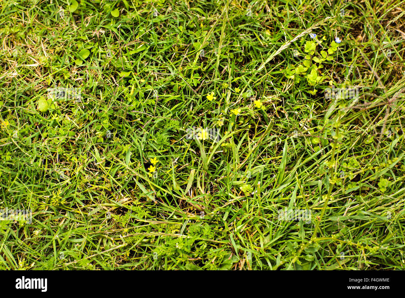 Top view of green grass with small yellow flowers Stock Photo - Alamy