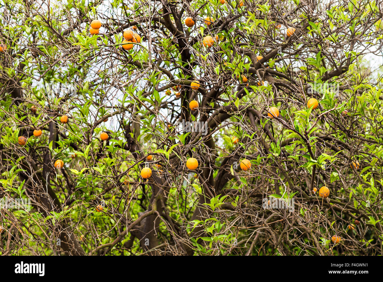 orange tree with fruits Stock Photo - Alamy