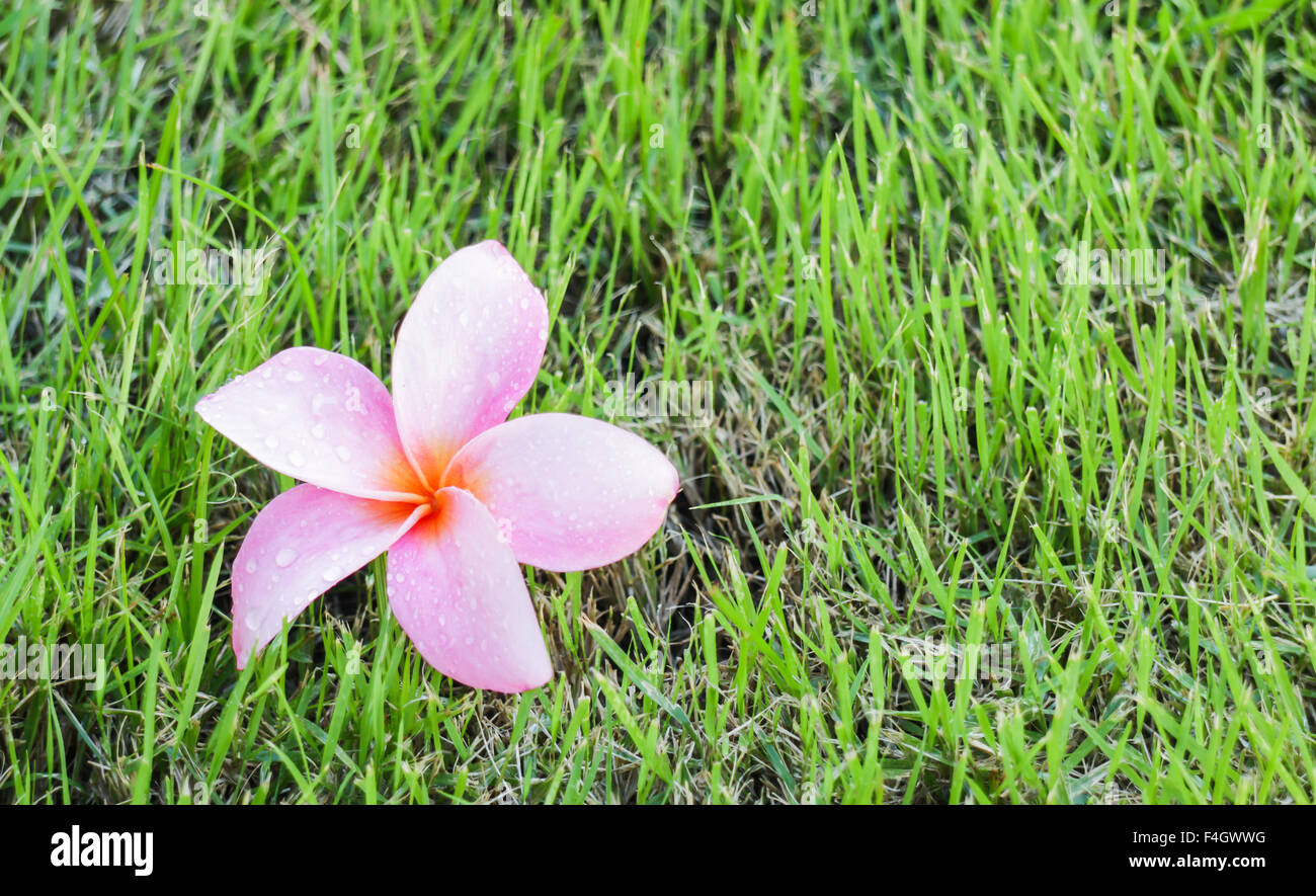 Beauty pink flower hi-res stock photography and images - Alamy