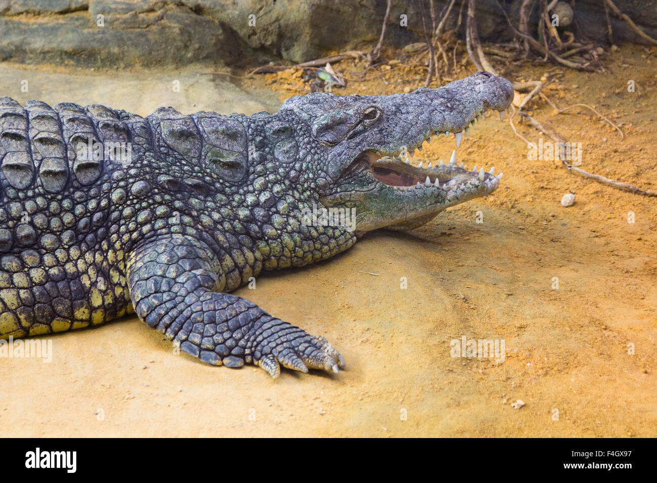 Giant Crocodile Africa African Crocodiles Facts | Best Wildlife Facts