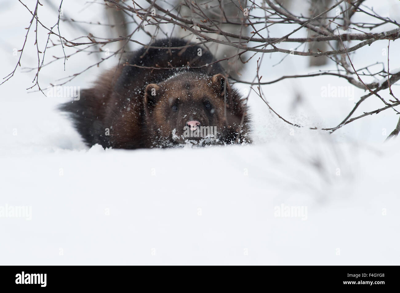 Wolverine in snow, Northern Norway Stock Photo - Alamy