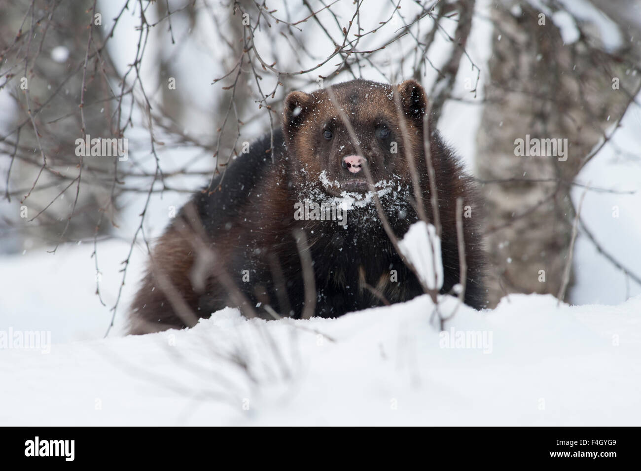 Wolverine in snow, Norway Stock Photo - Alamy